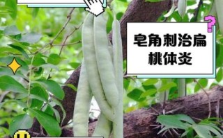 皂角刺的功效与作用及禁忌_皂角刺泡水喝的正确方法