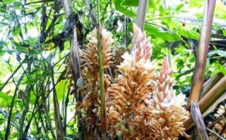 草果图片功效与作用_草果怎么吃效果最好