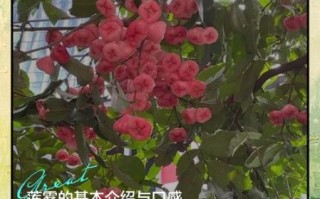 释迦果和莲雾的区别_哪个营养价值更高