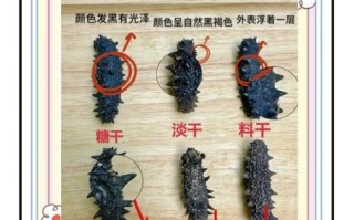 刺参和海参的区别_哪个营养价值更高