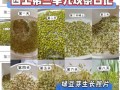 水培绿豆芽几天能发芽_水培绿豆芽怎么养粗壮