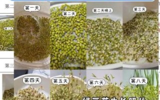 水培绿豆芽几天能发芽_水培绿豆芽怎么养粗壮