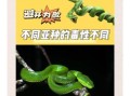 竹叶青有毒吗_竹叶青蛇毒性有多强