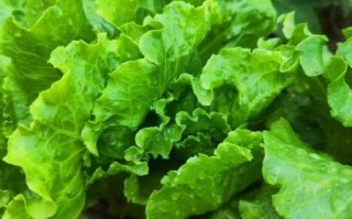 蔬菜图片高清大图_如何拍摄蔬菜高清大图