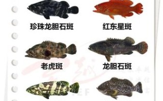 石斑鱼种类价格_石斑鱼多少钱一斤