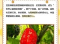 龙息辣椒辣度多少_龙息辣椒能吃吗