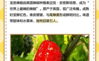 龙息辣椒辣度多少_龙息辣椒能吃吗