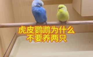 虎皮鹦鹉可以养两只吗_为什么千万不要