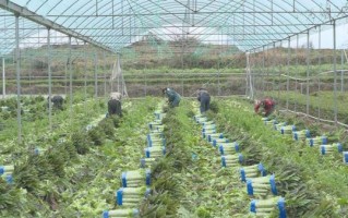 蔬菜种植基地怎么选_蔬菜种植基地哪里好