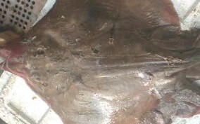 老板鱼又叫什么鱼_老板鱼和鳐鱼区别