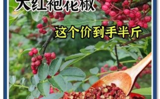 大红袍花椒多少钱一斤_正宗大红袍花椒价格行情