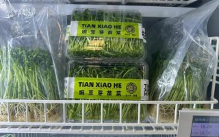 芽苗菜加盟多少钱_芽苗菜加盟利润怎么样