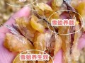 雪蛤的价格一般是多少_雪蛤多少钱一克