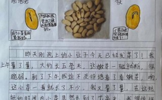 黄豆芽观察日记怎么写_黄豆芽生长过程记录