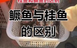 鳜鱼和桂鱼是同一种鱼吗_鳜鱼桂鱼区别