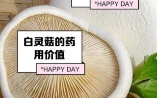 野生白灵菇图片_如何辨别真假