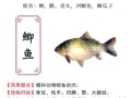 吃鲫鱼的禁忌有哪些_鲫鱼不能和什么一起吃