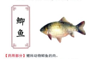 吃鲫鱼的禁忌有哪些_鲫鱼不能和什么一起吃