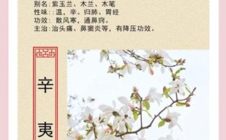 辛夷花泡水喝的正确步骤_辛夷花泡水有什么禁忌