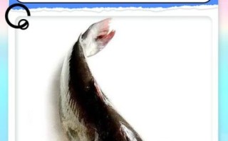 清江鱼长什么样_清江鱼外形特征