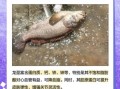 龙趸鱼活体多少钱一斤_龙趸鱼活体怎么挑选