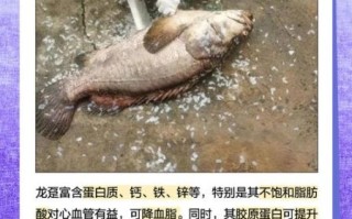 龙趸鱼活体多少钱一斤_龙趸鱼活体怎么挑选