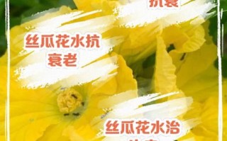 丝瓜花怎么做好吃_丝瓜花做法大全
