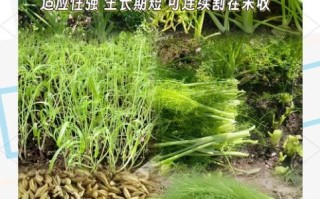 小茴香什么时候种最合适_小茴香怎么种植方法