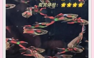 高山冷水适合养什么鱼_冷水鱼品种推荐