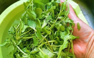 野生荠菜怎么吃_野生荠菜的吃法大全