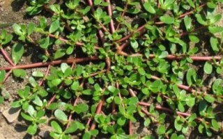 马齿苋的苋怎么读_苋字拼音与常见误读