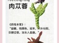肉苁蓉怎么吃最安全_肉苁蓉禁忌人群有哪些