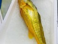 黄鱼多少钱一斤_野生大黄鱼价格