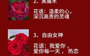 红玫瑰花语1到100代表什么_送几朵最浪漫