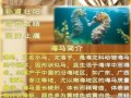 海马配什么药材补肾最佳_海马补肾壮阳配方
