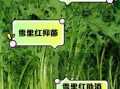 雪里红的功效与作用_雪里红怎么吃最营养