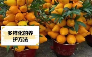 黄金果怎么种_黄金果营养价值