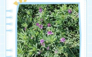 苜蓿怎么读音_苜蓿是读mu还是muxu