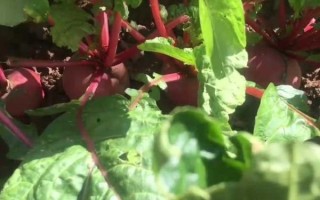 萝卜怎么读_萝卜的拼音是什么