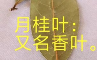 香叶是什么_香叶和月桂叶一样吗