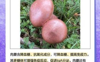 肉蘑菇多少钱一斤_肉蘑菇价格行情