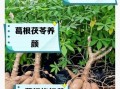 葛根有什么功效_葛根泡水喝的正确方法