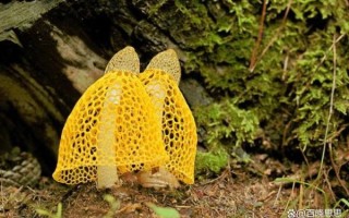 竹荪菌怎么种植_竹荪菌种植技术要点