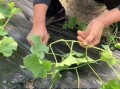 香瓜怎么种_香瓜种植技术与管理方法
