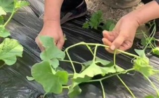 香瓜怎么种_香瓜种植技术与管理方法