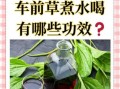 车前草能治疗什么病_车前草泡水喝的功效与禁忌