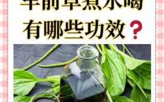 车前草能治疗什么病_车前草泡水喝的功效与禁忌