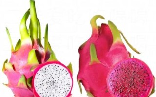 火龙果怎么挑选_红心火龙果和白心区别