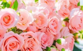 粉玫瑰图片高清壁纸哪里找_粉玫瑰图片怎么拍才好看