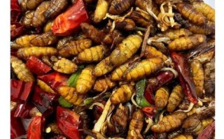 山东小蚕蛹怎么做好吃_小蚕蛹的家常做法